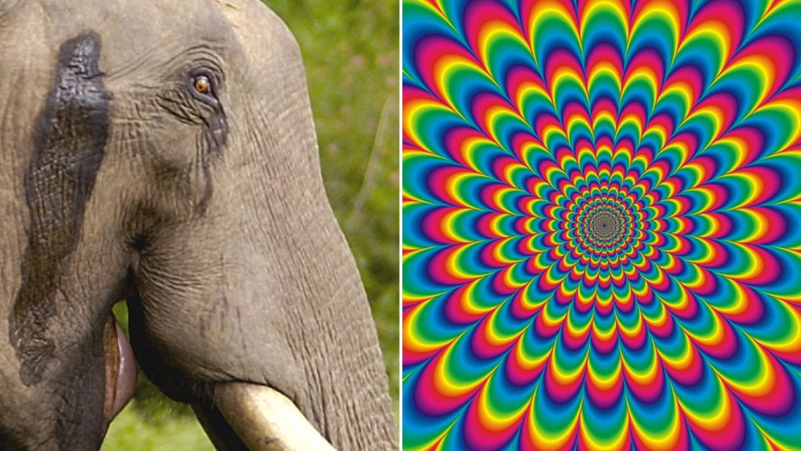 A trágica história do elefante que recebeu a maior dose de LSD do mundo | Curiosidade | Galileu