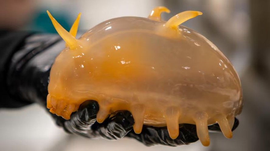 De borboleta marinha a porco-do-mar: seres únicos são coletados na ...