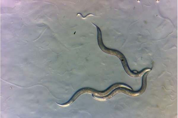 Em Chernobil, vermes microscópicos não foram afetados por radiação