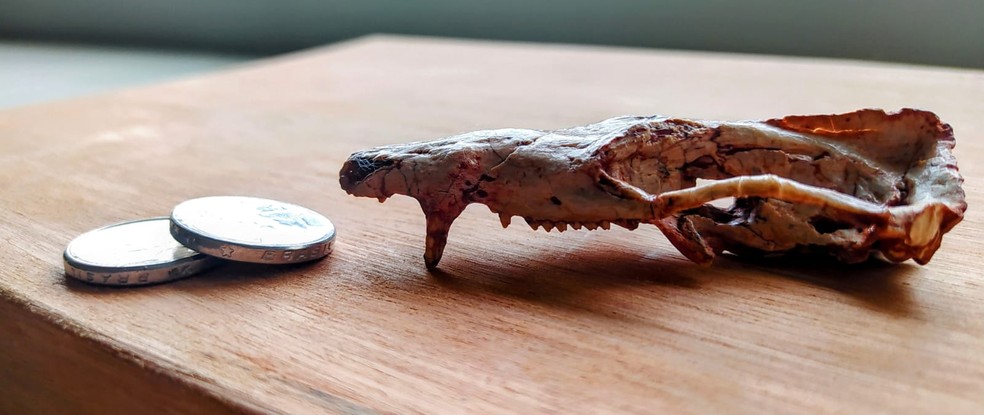 Fóssil preservado de ancestral dos mamíferos é encontrado no RS