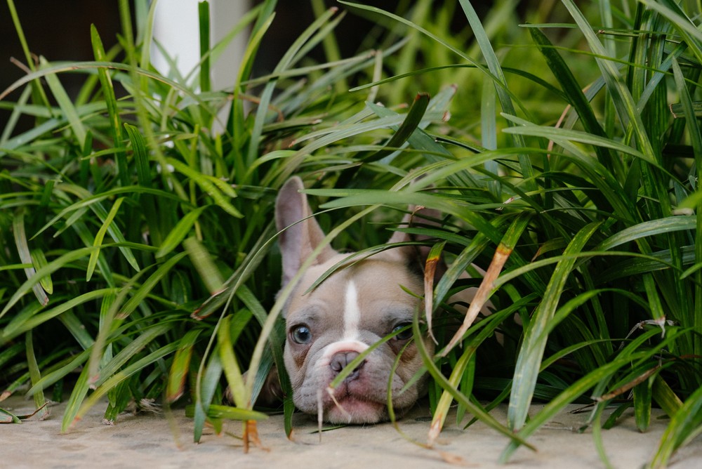 Seu cachorro come grama? Entenda o porquê disso (e se há riscos)