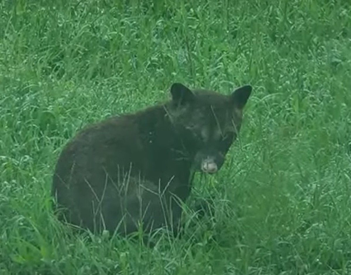 Que bicho é esse? Filmagem de animal misterioso nos EUA divide a ...