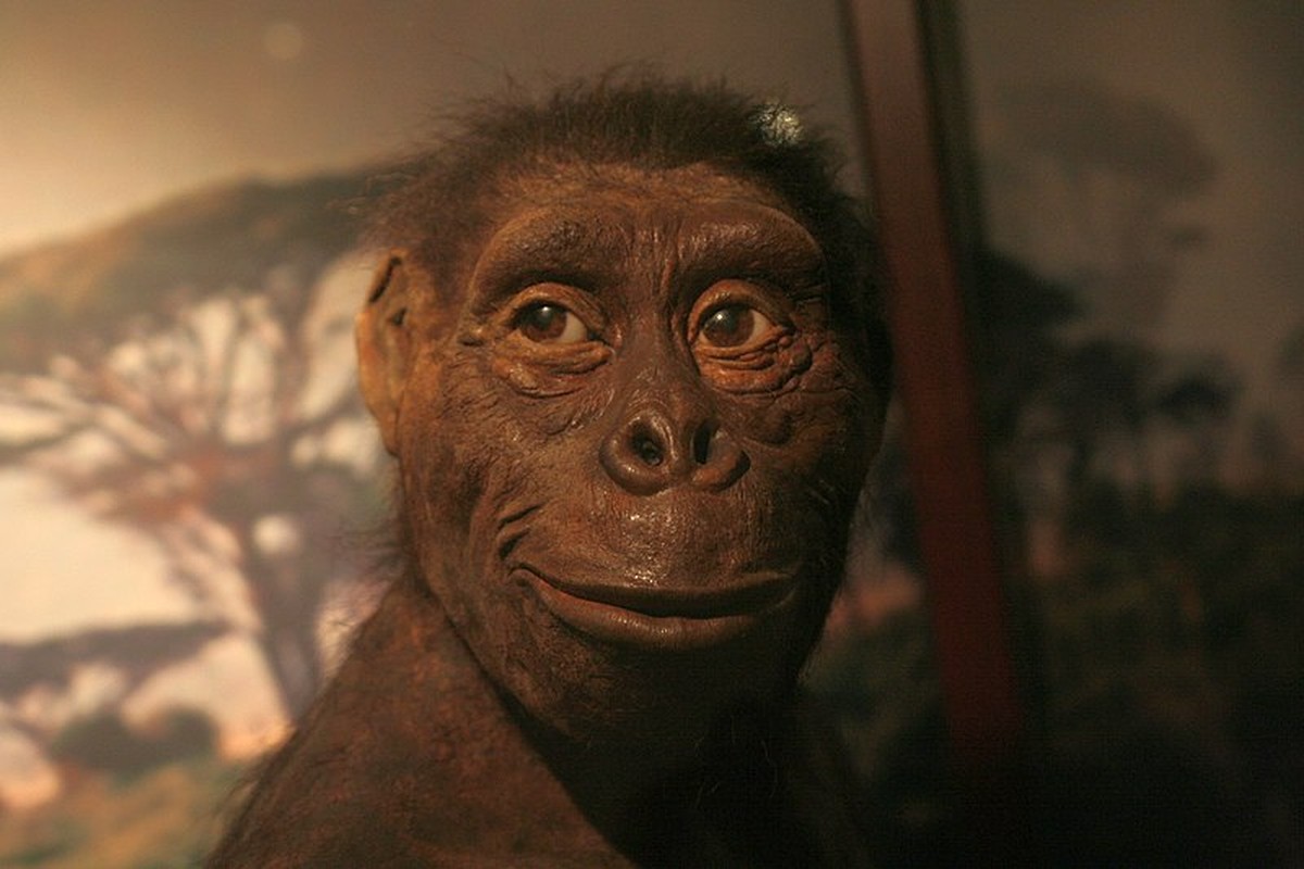 Lucy, nossa mais famosa ancestral, era mais habilidosa do que se imaginava