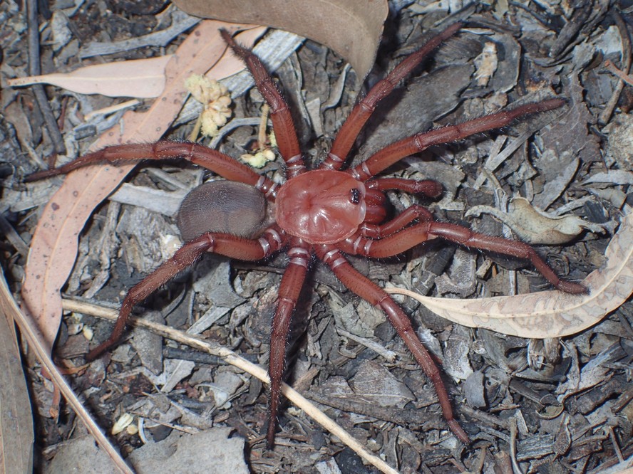 Nova espécie de aranha gigante e ameaçada é descrita na Austrália ...