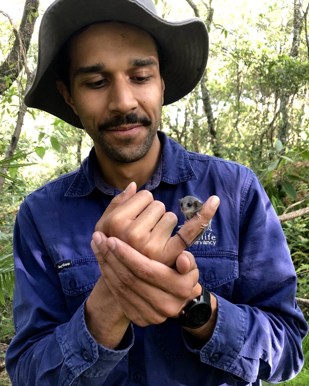Com só 7 gramas, um dos menores gambás do mundo é encontrado na ...