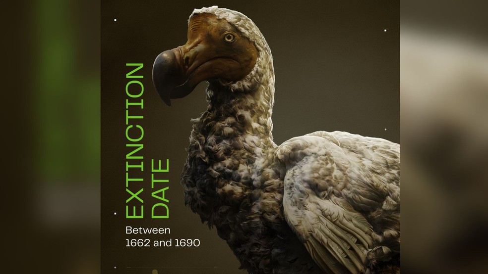 Pássaro dodô: conheça a espécie extinta que empresa deseja 'reviver'