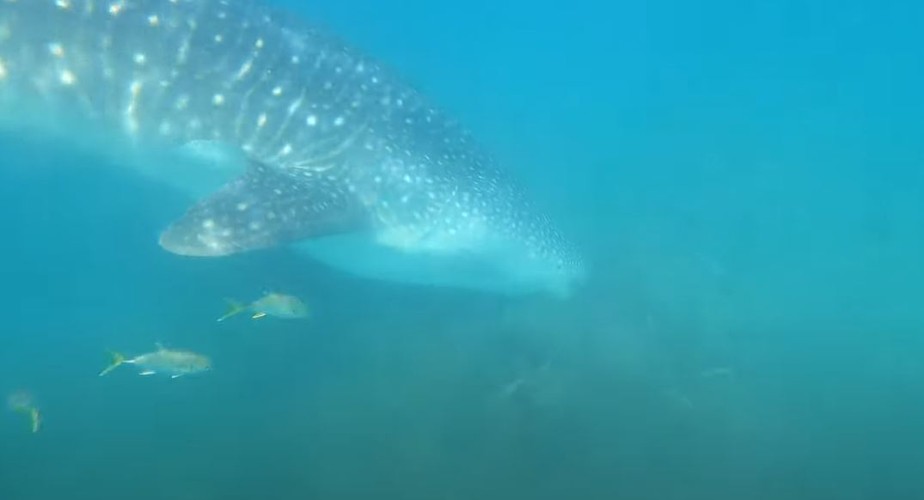 Pela primeira vez, tubarão-baleia é visto comendo no fundo do mar ...