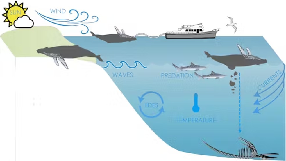Por que deixar carcaças de baleia à deriva é uma boa ideia, segundo ...