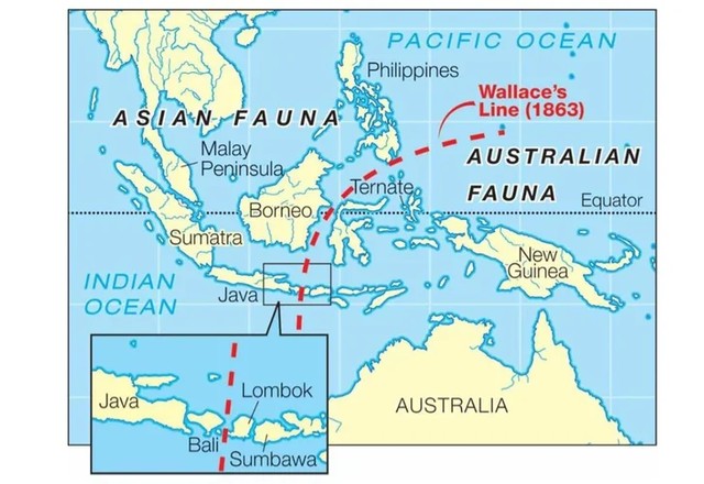 O que é a Linha de Wallace, que separa espécies de animais da Ásia e ...