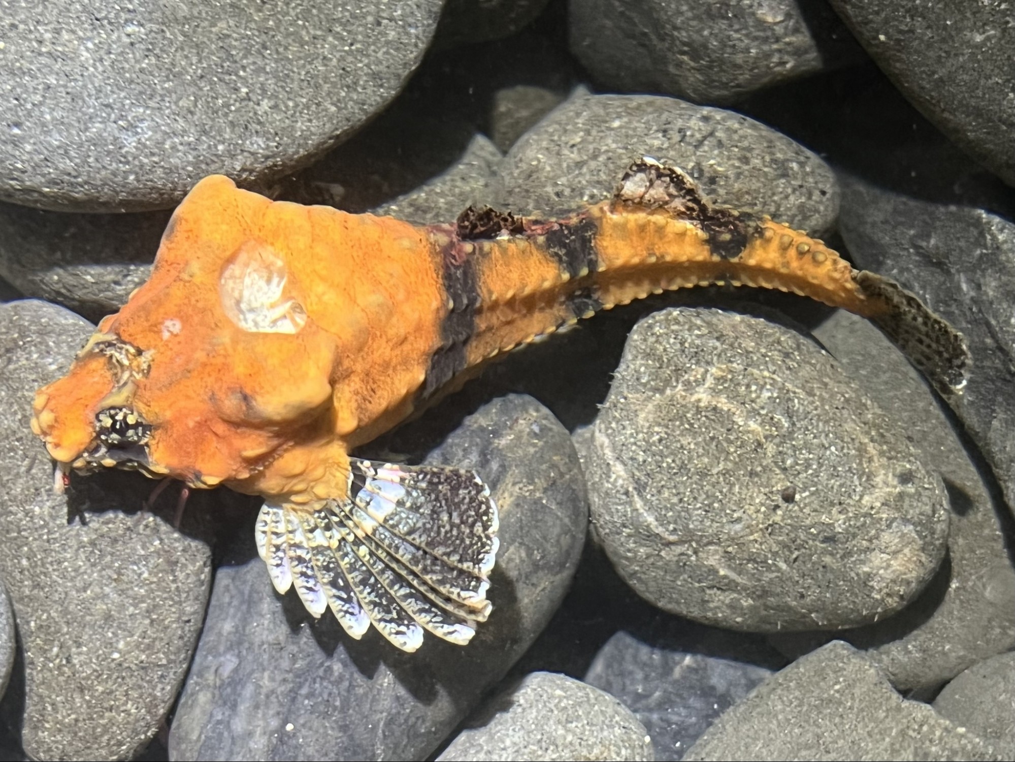 Por que este peixe estranho é o baterista mais exímio da natureza?