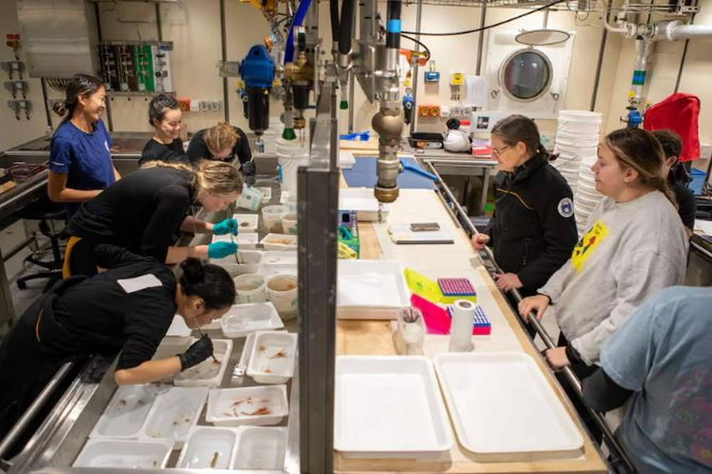 De borboleta marinha a porco-do-mar: seres únicos são coletados na ...