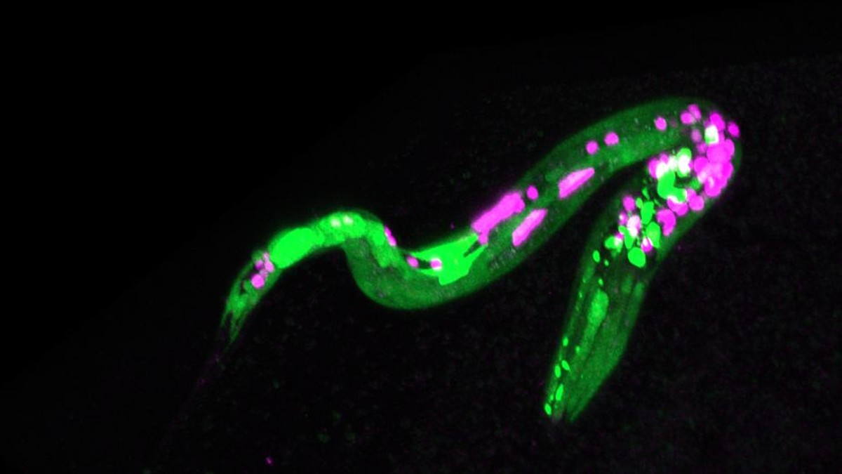 Vermes têm larica semelhante à de humanos com maconha, aponta estudo