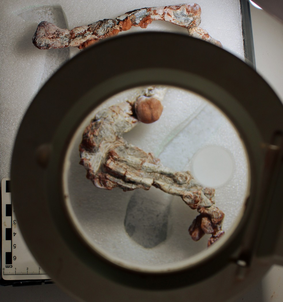 Réptil que conviveu com os primeiros dinossauros é descoberto no RS ...