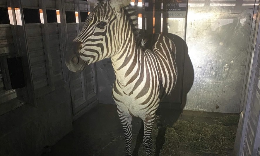 Zebra é capturada após vagar por quase 6 dias nos EUA (e gerar memes)