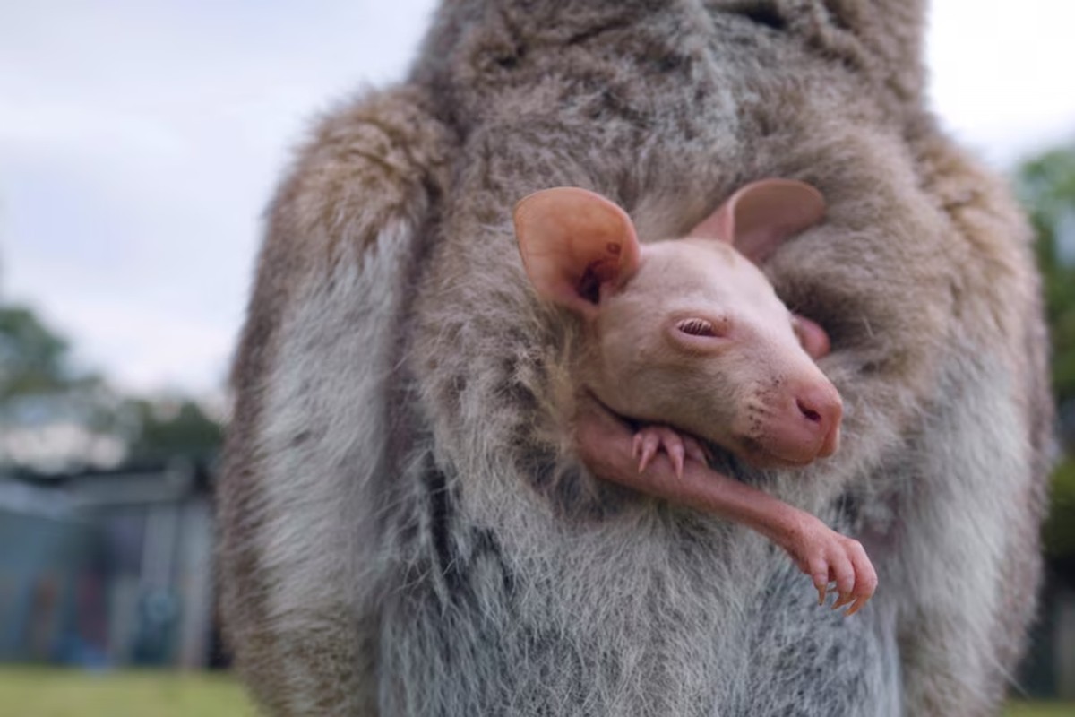 Um a cada 100 mil: marsupial albino raríssimo nasce em zoo na Austrália