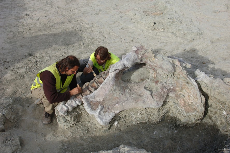 Fóssil de dinossauro de 75 milhões de anos foi encontrado em obra de ...