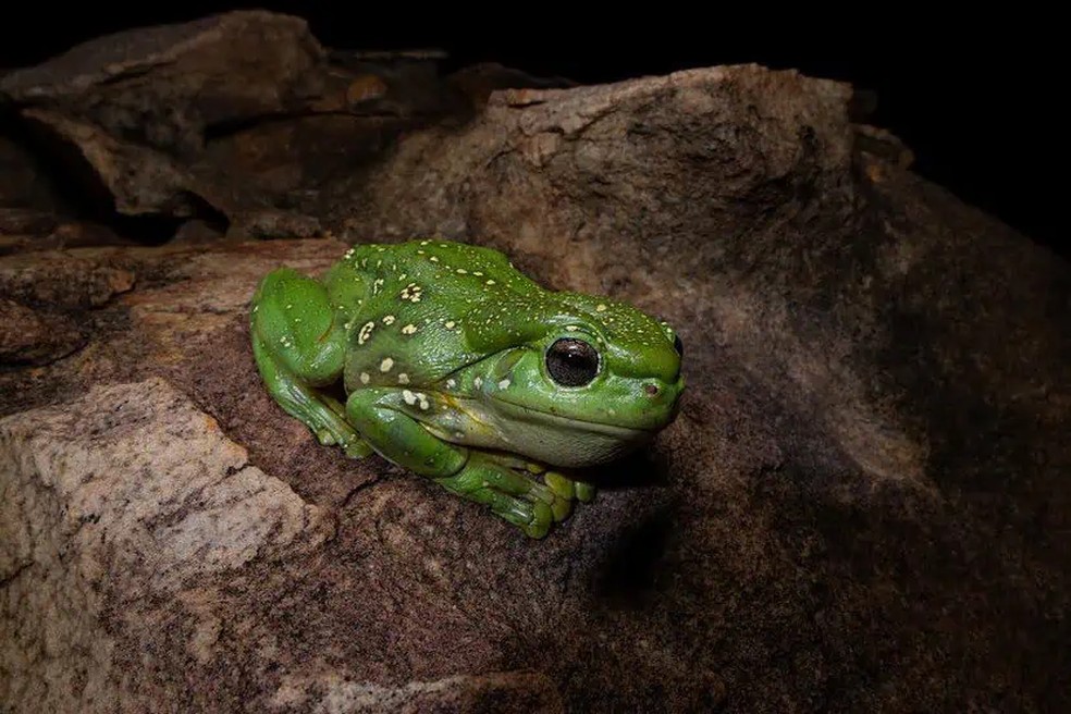 Rã encontrada na Austrália tem mutação que dá cor azul rara