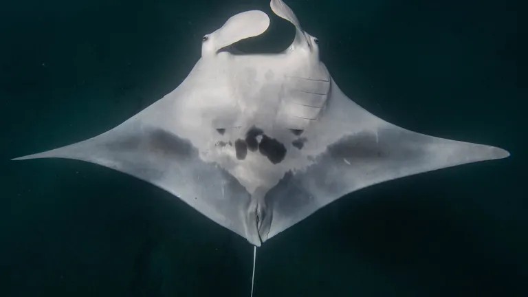 Vídeo raro flagra peixe entrando em raia manta – mas pelo buraco errado ...