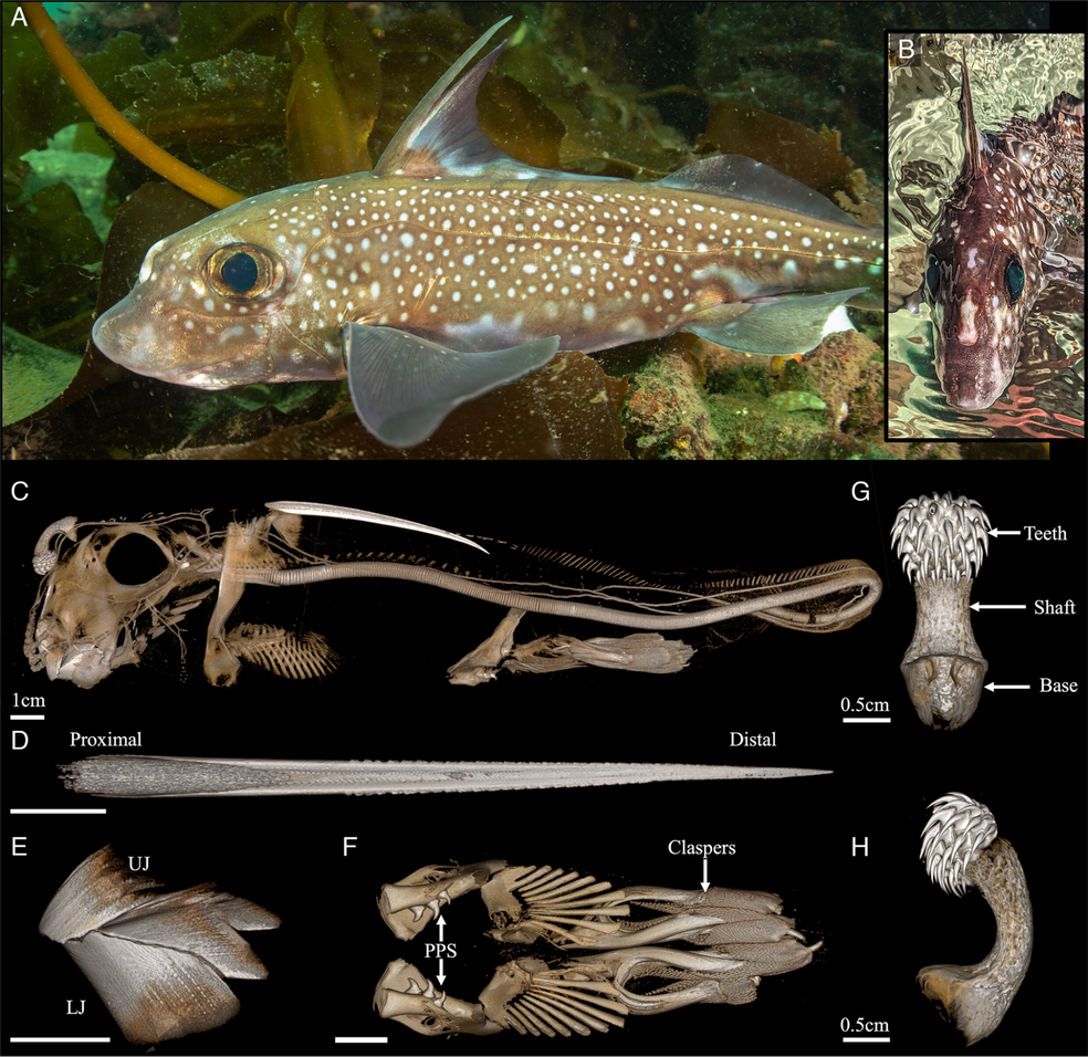 'Tubarões fantasmas' usam dentes na testa para fazer sexo, descobre ...