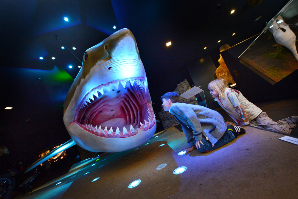 Como era a dieta de 100 mil kcal do enorme megalodonte, há 20 milhões ...