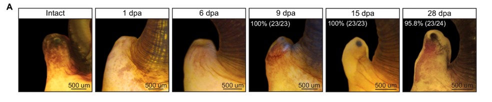 Este caramujo consegue regenerar seus olhos. E isso pode ajudar humanos ...