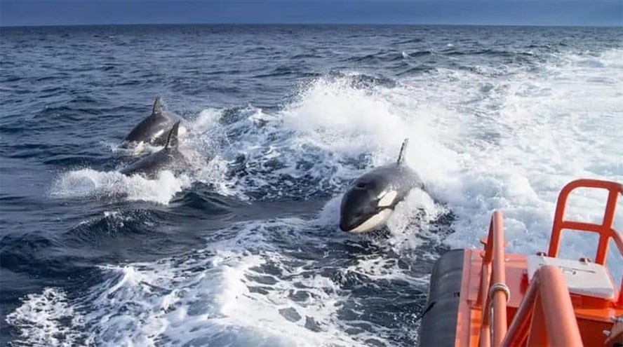 Orcas estão atacando barcos no Mediterrâneo. E cientistas já sabem por ...