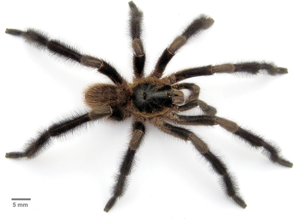 Nova espécie de tarântula impressiona pelo tamanho e quantidade de pelos