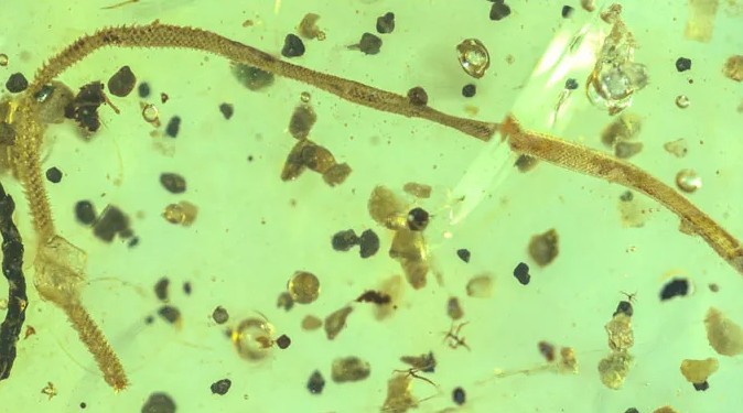 Parasita de 100 milhões de anos é encontrado em âmbar no Mianmar