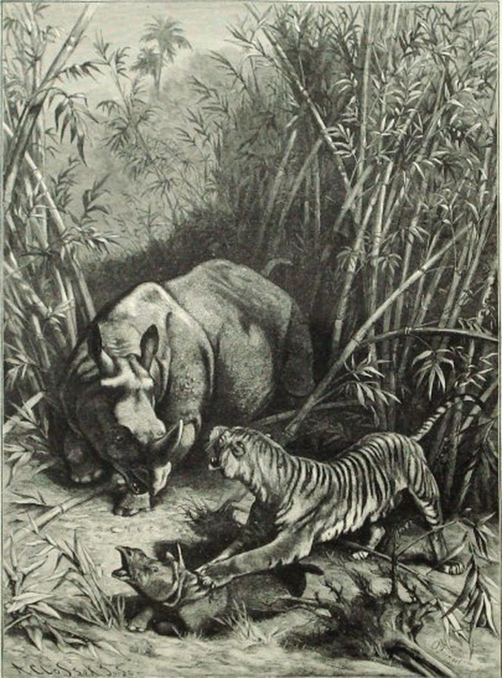 DNA de pelo revela que raro tigre extinto há 16 anos ainda pode existir