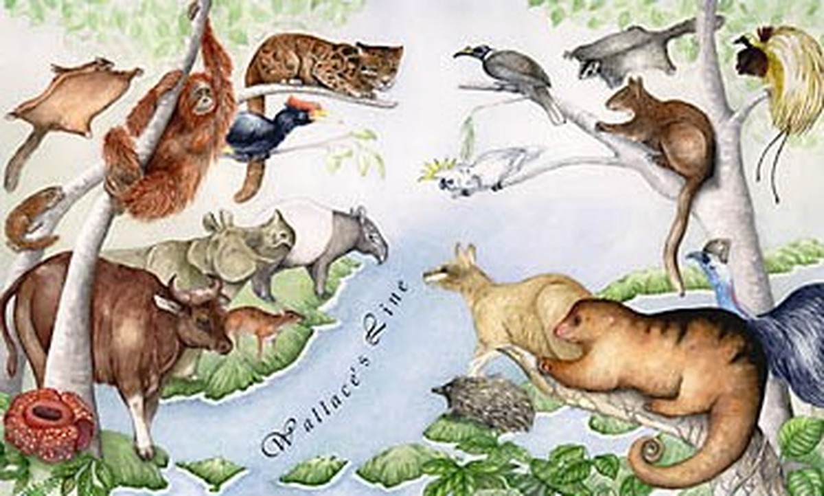 O que é a Linha de Wallace, que separa espécies de animais da Ásia e ...