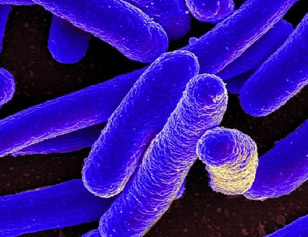 Estudo mostra bactérias guardando memórias e passando-as a outras gerações