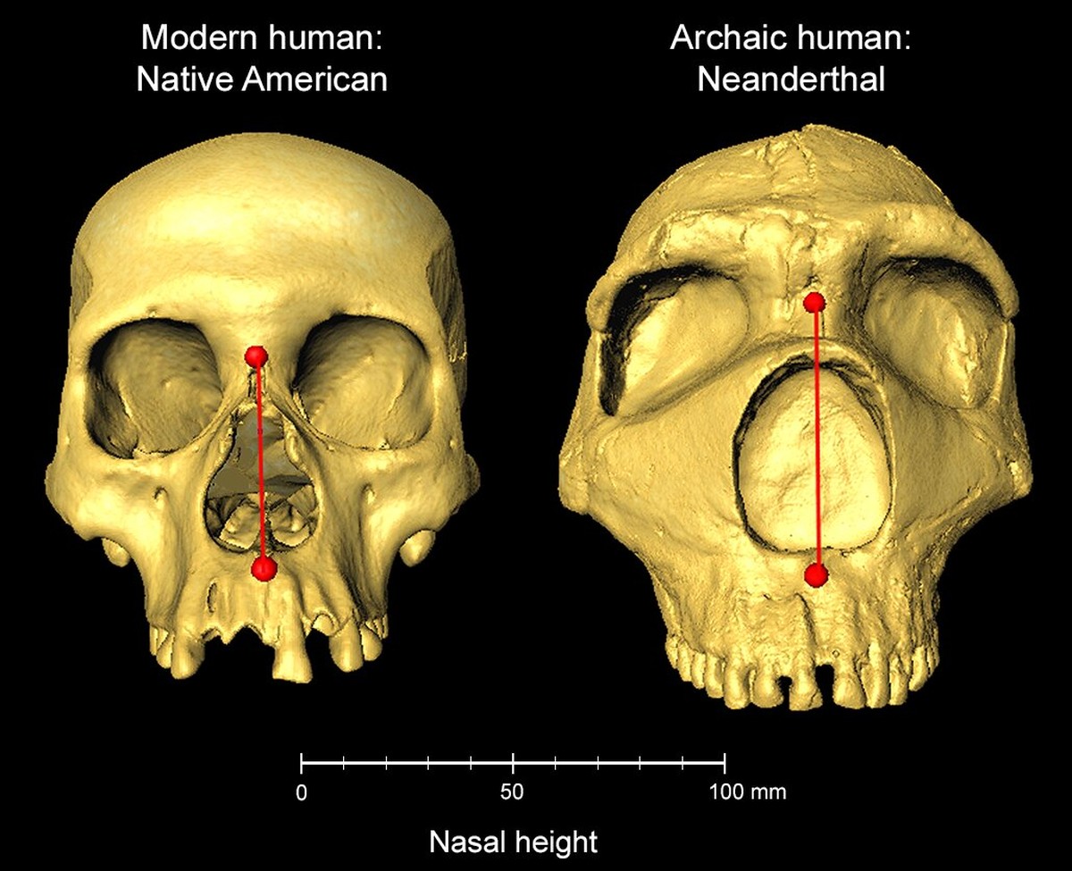 Material genético neandertal pode influenciar o formato do nosso nariz ...