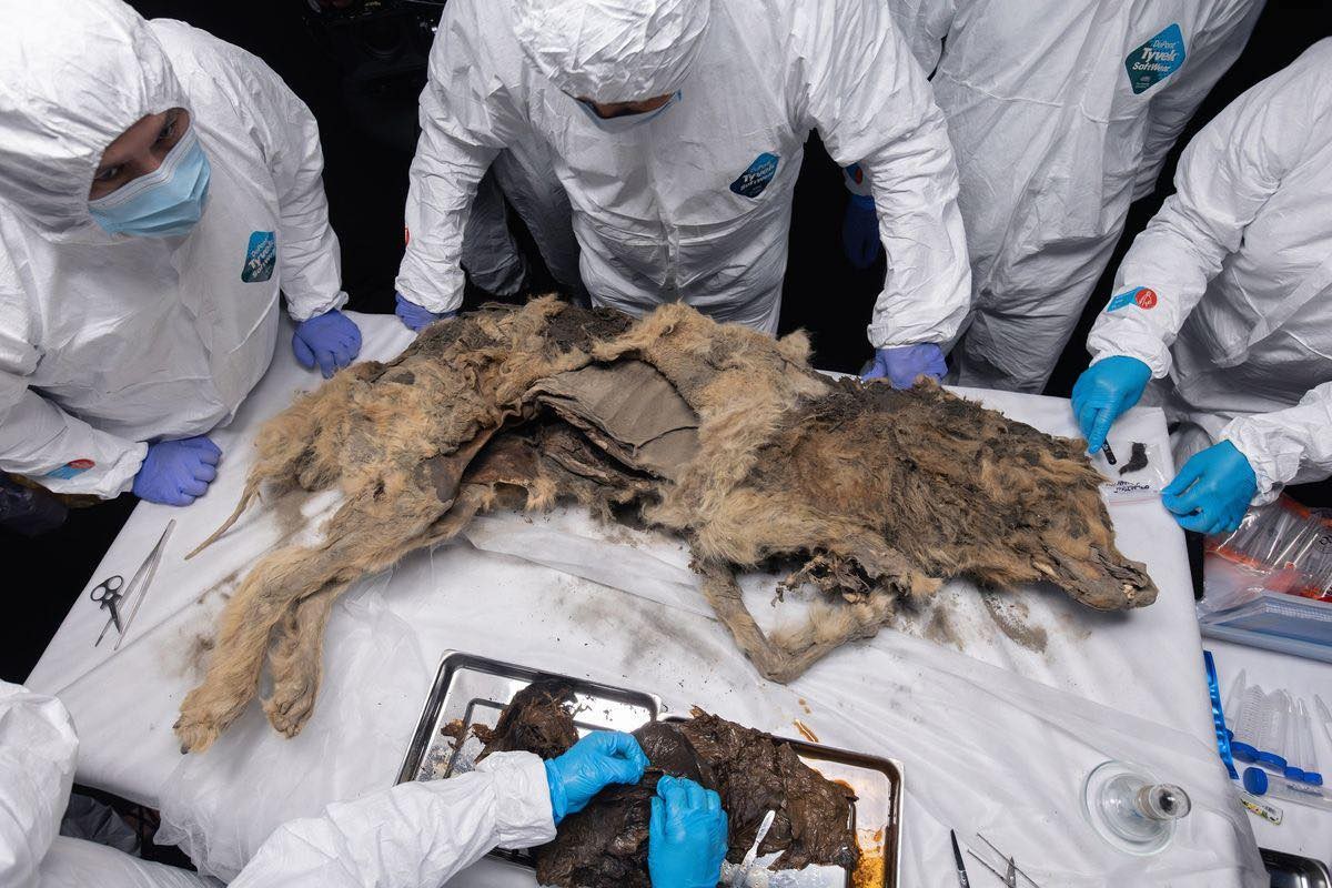 Lobo de 44 mil anos é descoberto bem preservado no gelo da Sibéria