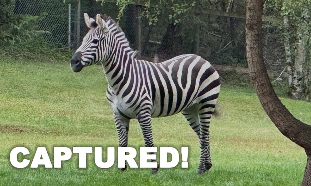 Zebra é capturada após vagar por quase 6 dias nos EUA (e gerar memes)