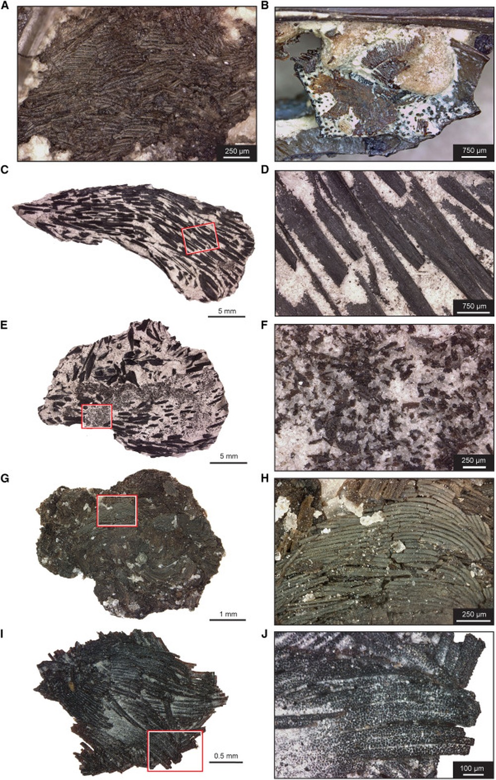 Paleontólogos encontram pele fossilizada de réptil que surgiu antes dos ...