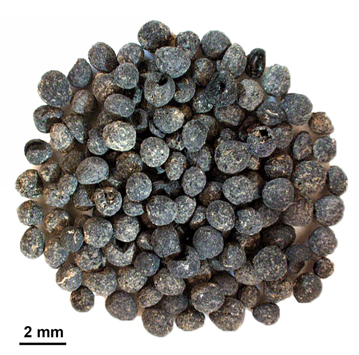Sementes e frutos são achados em região da casa bíblica de Golias em Israel