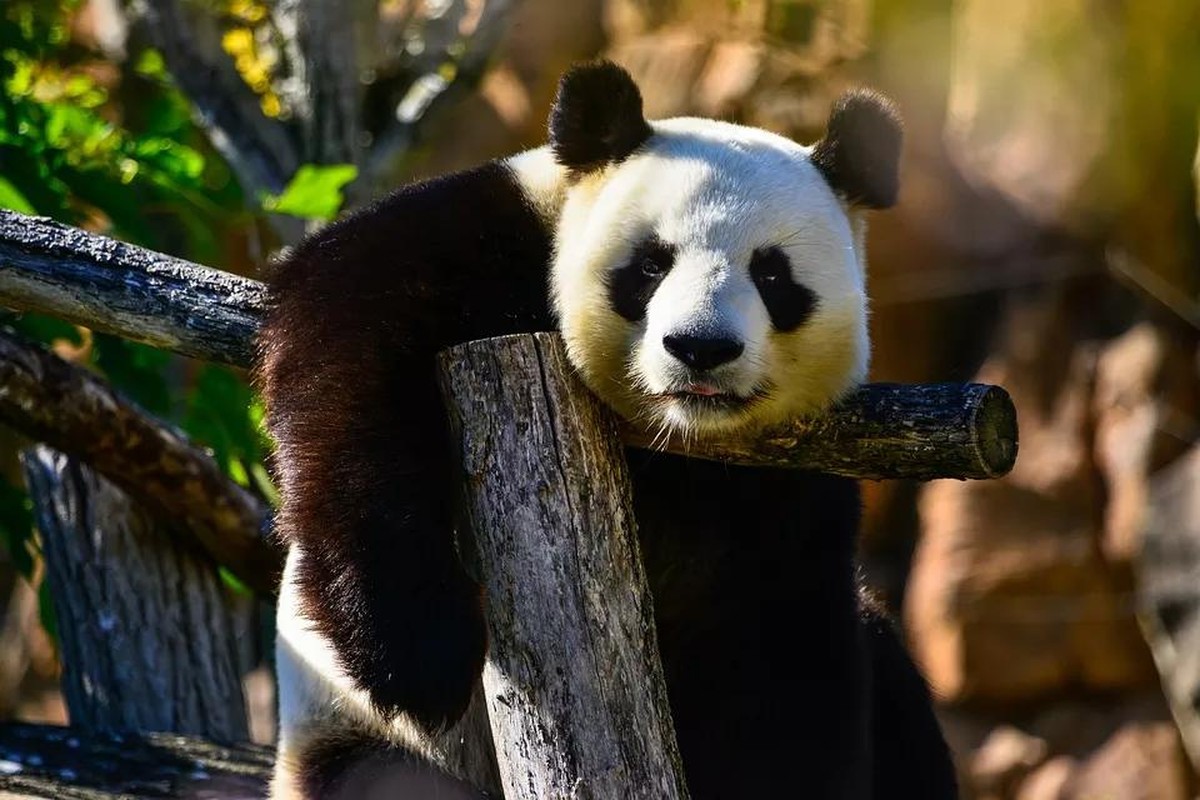 Tudo o que você precisa saber sobre o panda gigante