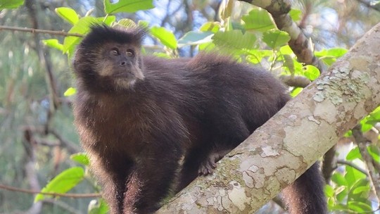 Macacos da Amazônia contraem hepatite B humana em áreas degradadas, diz ...