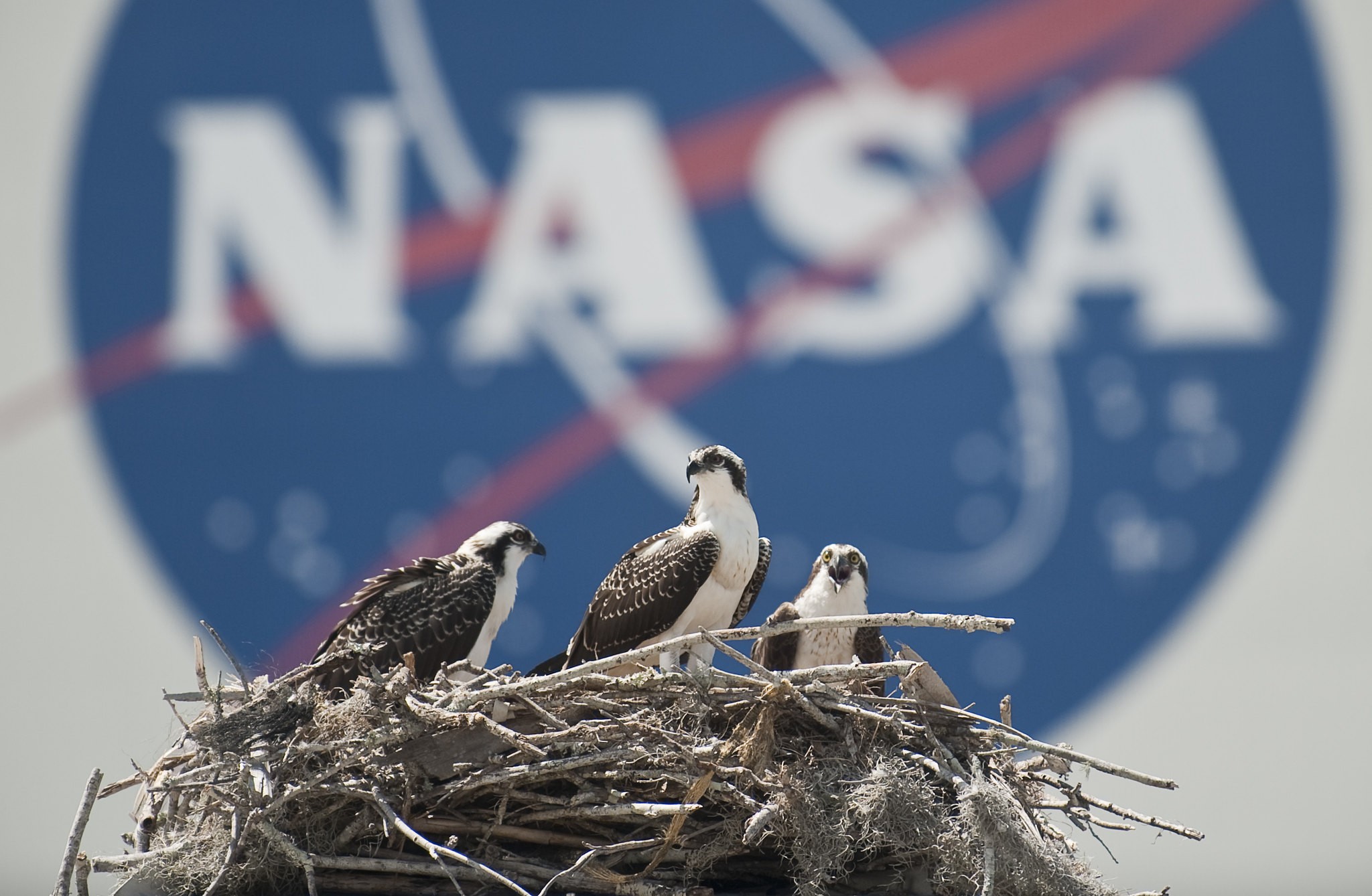 Mais de 20% dos funcionários da NASA são demitidos