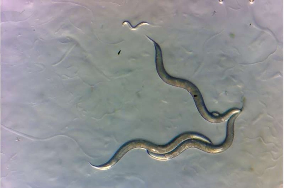 Em Chernobil, vermes microscópicos não foram afetados por radiação
