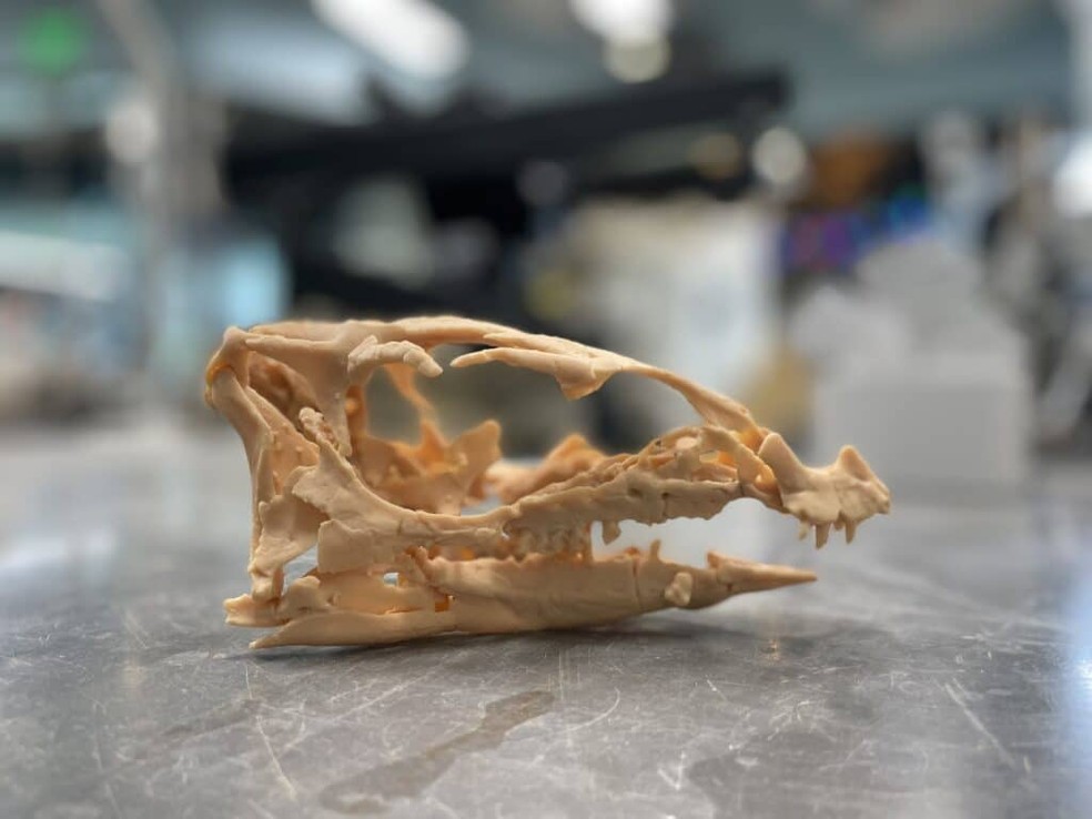 Dinossauro de 99 milhões de anos tinha tamanho de cachorro e vivia no ...