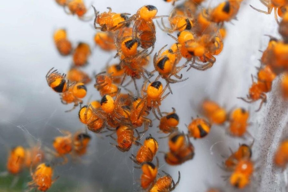 Insetos têm sistemas imunológicos mais complexos do que se pensava ...