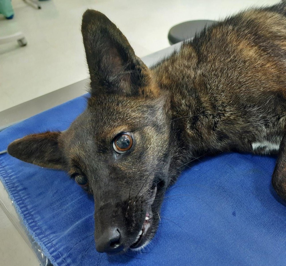 Cruzamento de cão e canídeo silvestre no RS é o 1º relatado na América do Sul