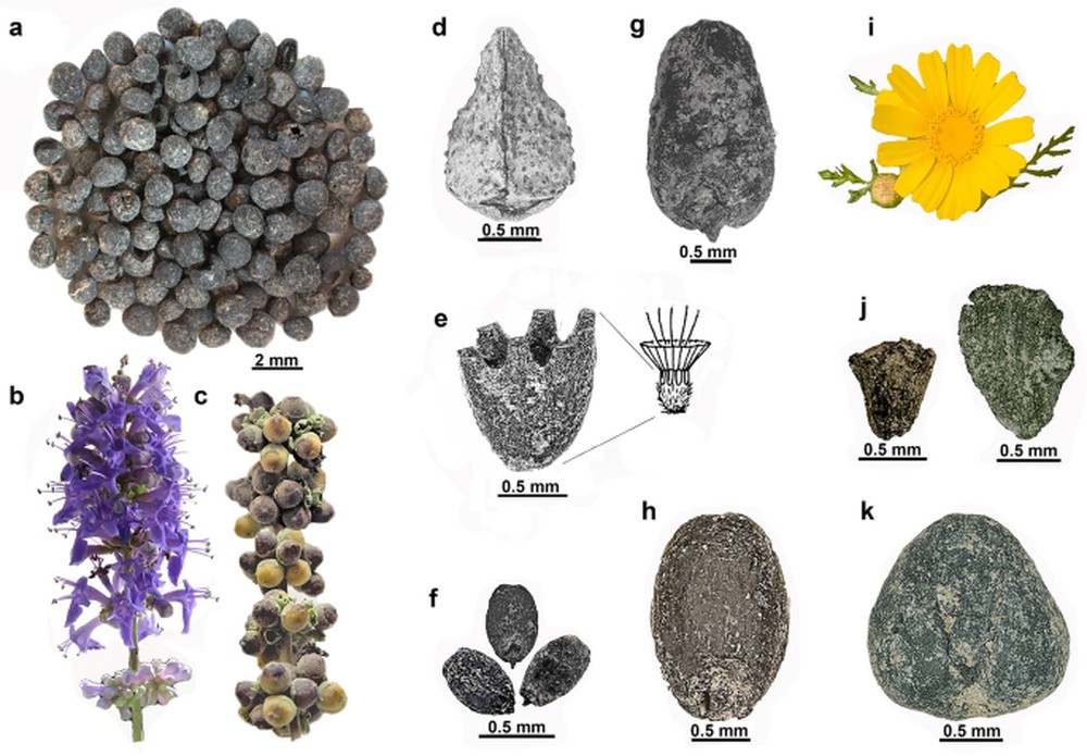 Sementes e frutos são achados em região da casa bíblica de Golias em Israel