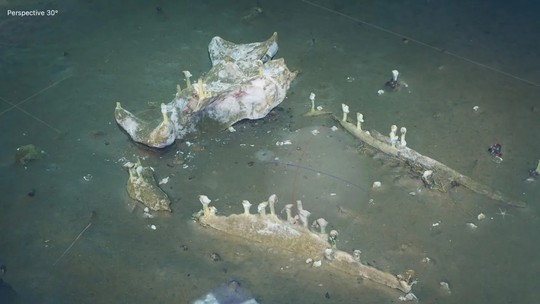 Carcaça de baleia é filmada se decompondo por 15 anos no fundo do mar ...