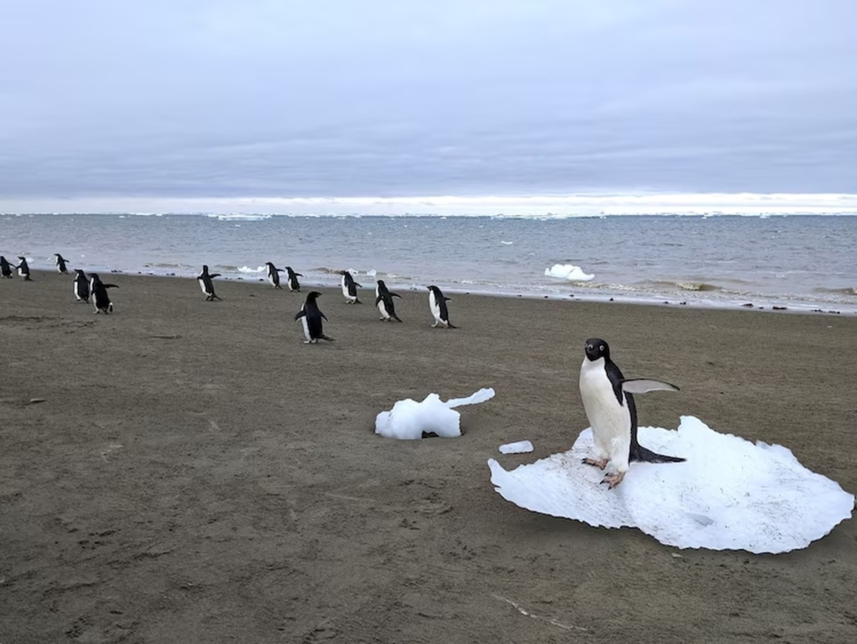 Como o cocô de pinguim pode formar nuvens na Antártida (e atenuar a ...
