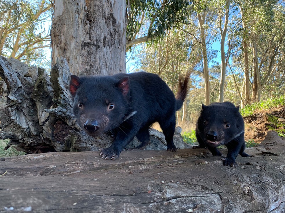 3 diabos-da-Tasmânia nascem em santuário que protege espécie na Austrália