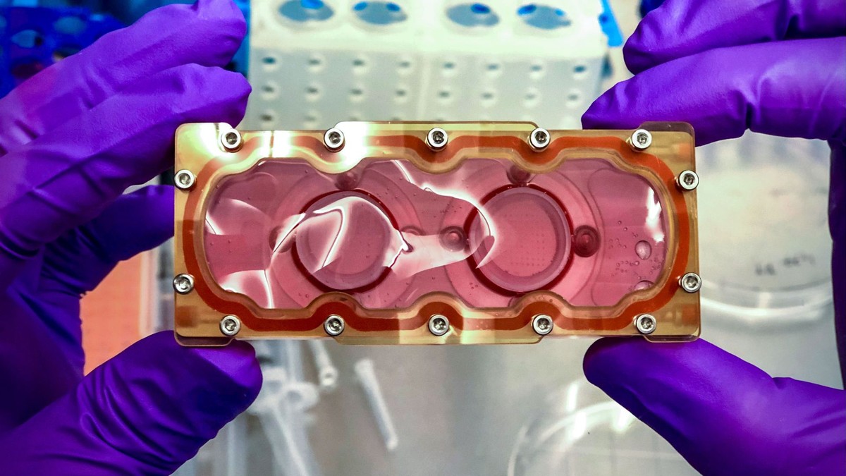 Nasa envia "corações" em chip para experimentos na Estação Espacial ...