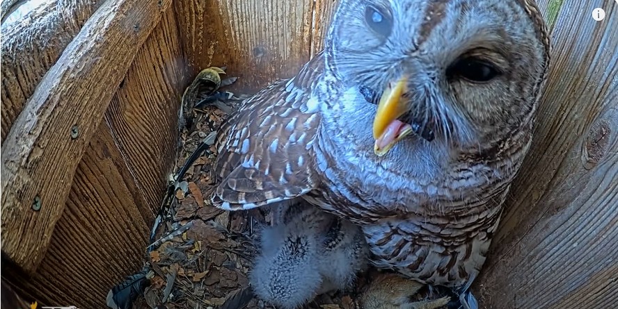 Coruja tenta comer tartaruga em vídeo viral; assista | Biologia | Galileu