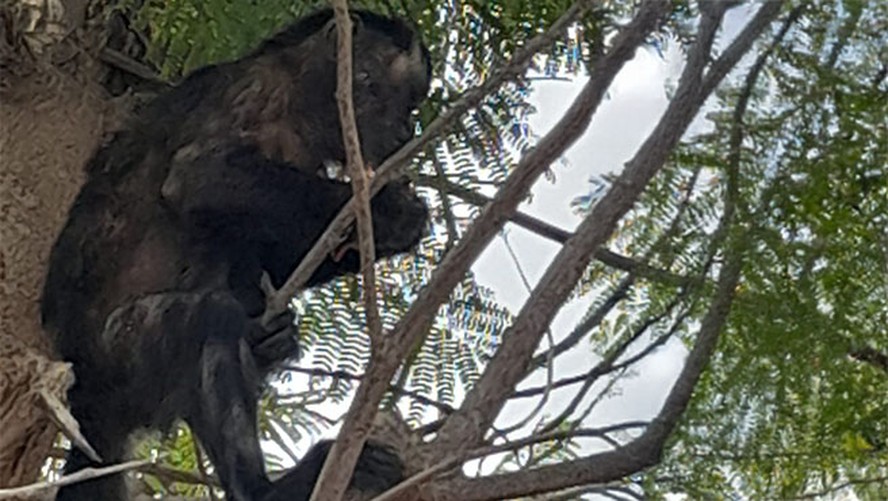 Macaco é capturado no Peru após realizar 'onda de furtos' em casas